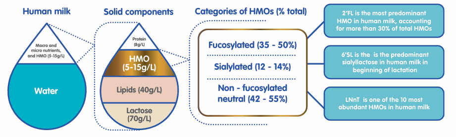 HUMAN MILK OLIGOSACCHARIDES (HMOs)